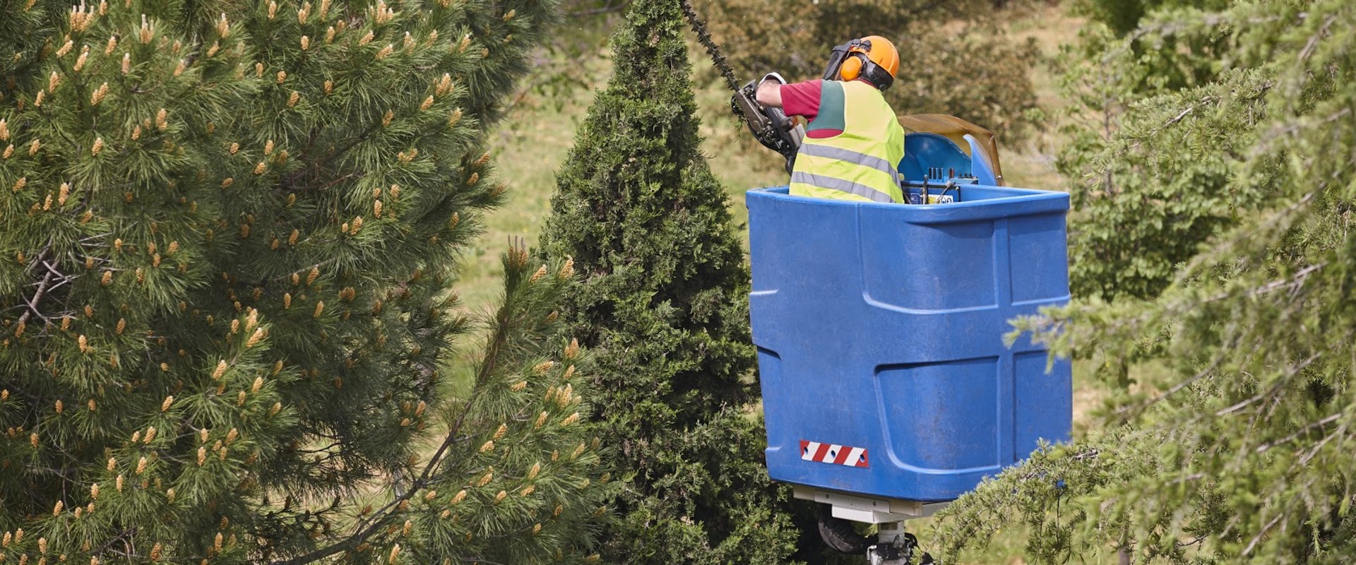 What Equipment Do Texas Arborists Use to Trim Trees Safely?