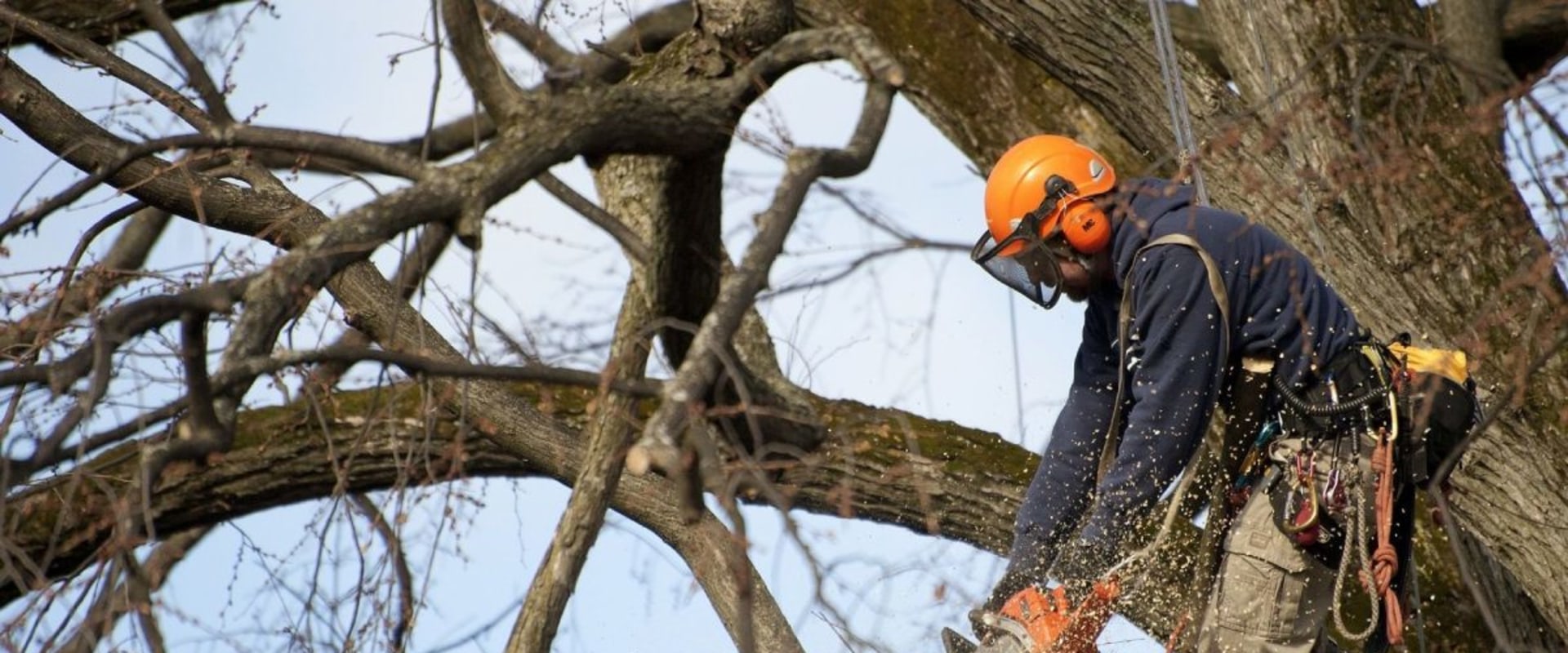 Becoming an Expert Arborist in Texas: What Qualifications Do You Need?
