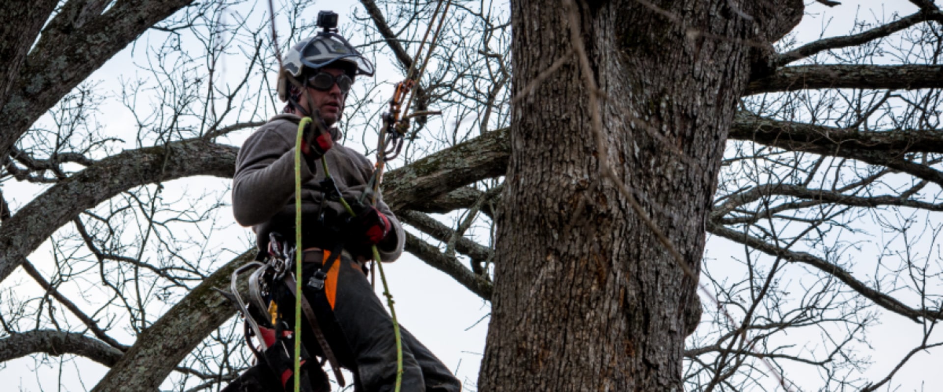 Insurance for Texas Arborists: What Type of Coverage Do Tree Care ...